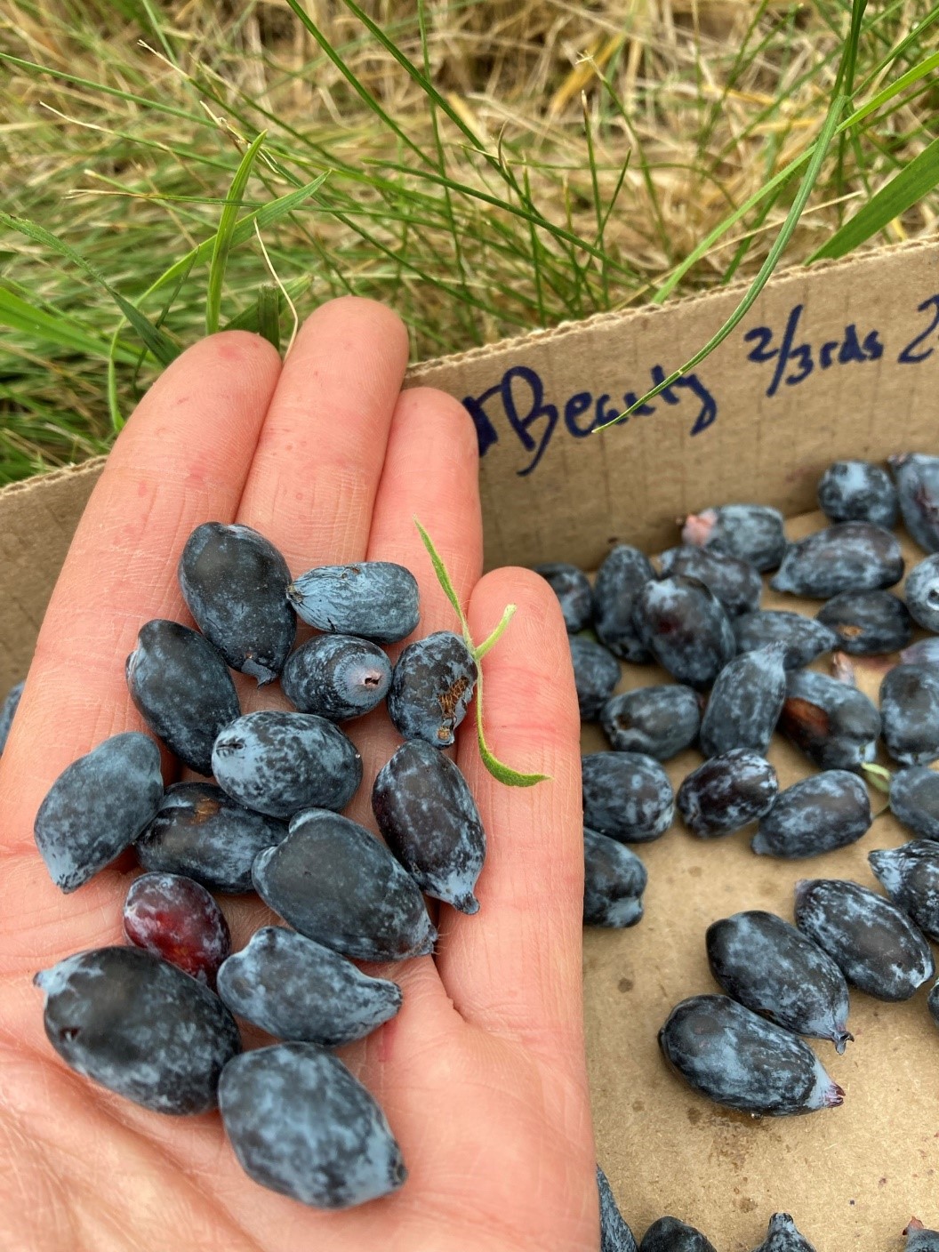 Review of the Canadian Haskaps at CREC | NDSU Agriculture